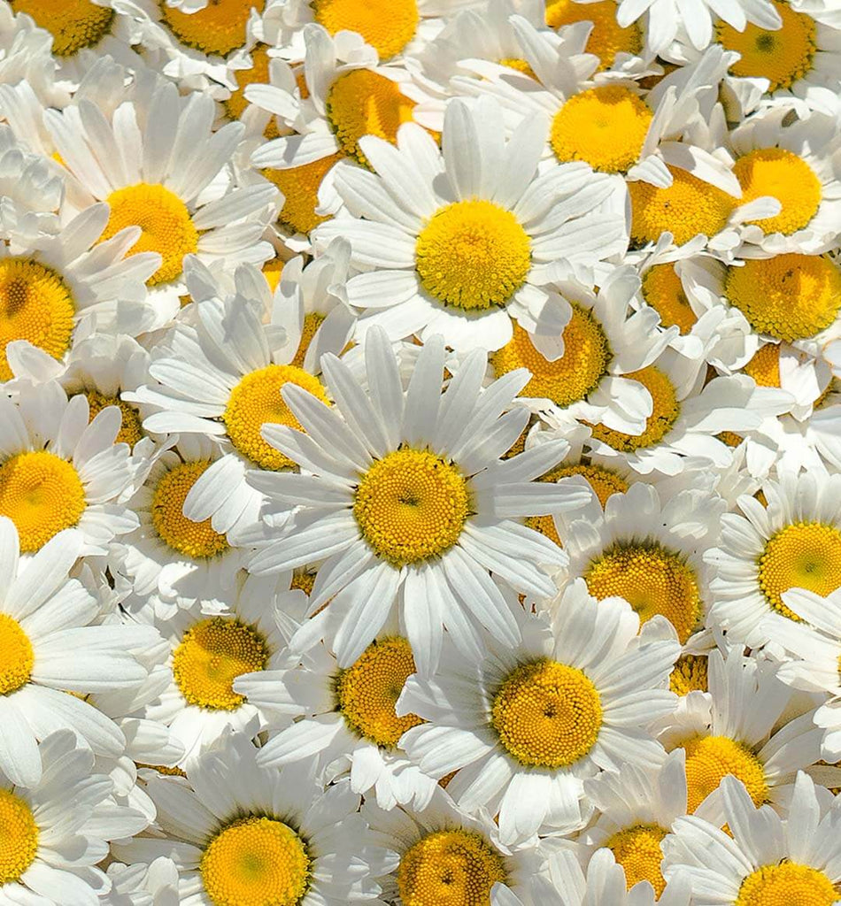 The Function of Chamomile in Skin Care – 100% PURE
