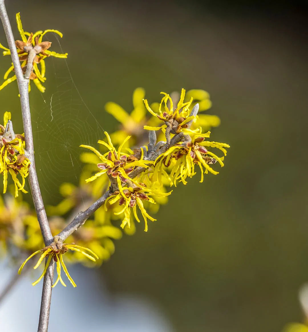 Witch Hazel 2.0: Why This Classic Ingredient is Trending Again in Skin ...