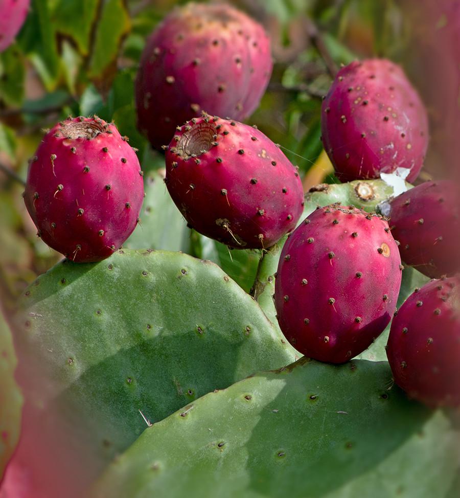 Prickly Pear Cactus Fruit How To Eat