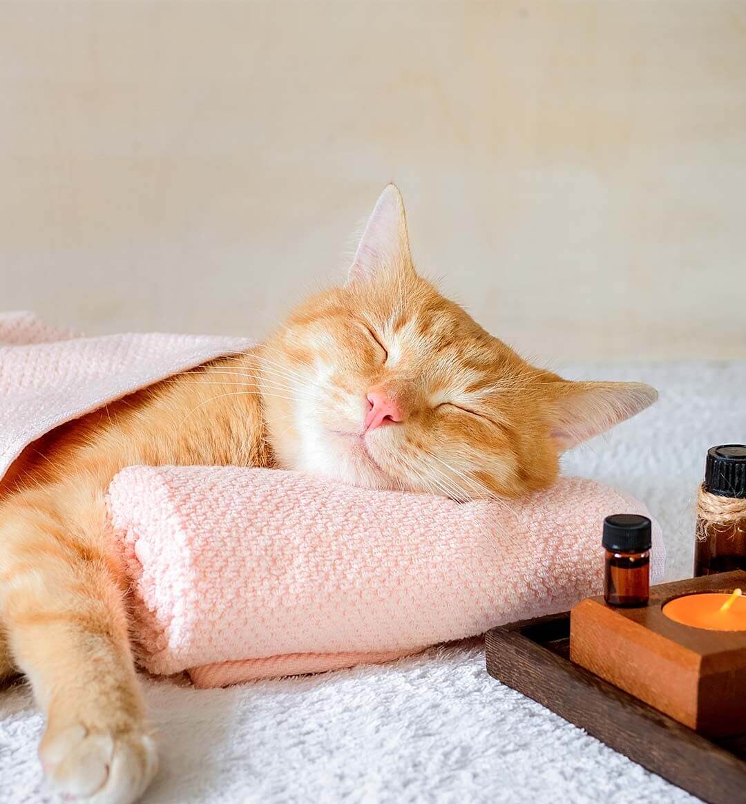 5 Ways to Prioritize Sleep – 100% PURE